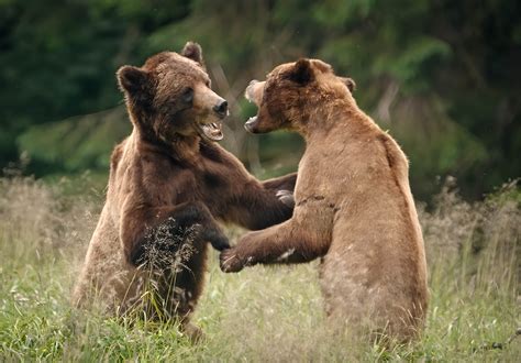 El Especial Mundo De Los Osos Grizzly Habitantes De Uno De Los Bosques