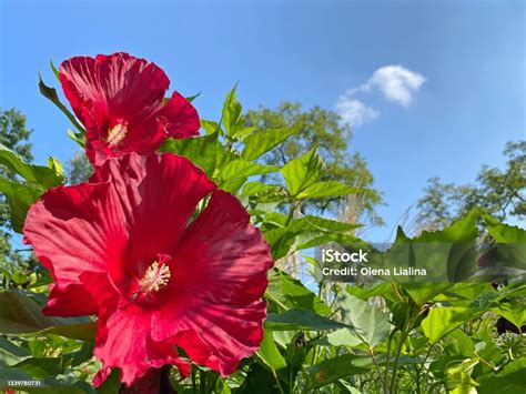 두 개의 큰 Hibiscus 꽃 히비스커스 모슈우토루 아름다운 오르만원 정원 열대 식물 로즈 멜로 꽃의 밝은 분홍색 빨간 꽃잎 미국부용에 대한 스톡 사진 및 기타 이미지