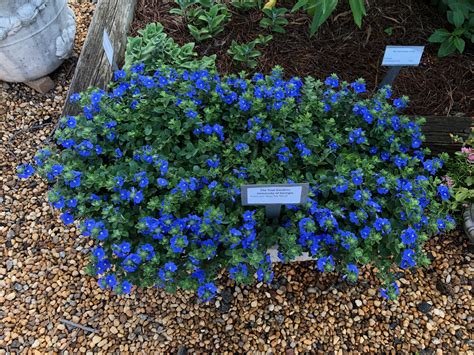 10 Annual Plants For Hot Dry Climates Proven Winners