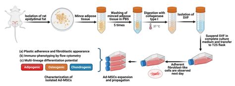 Isolation Of Rat Adipose Tissue Mesenchymal Stem Cells For