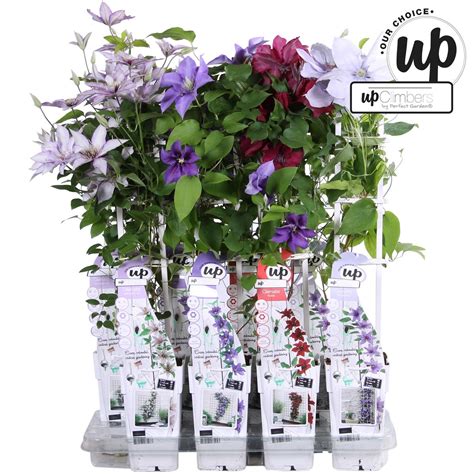 Clematis Evison Mix — Plant Wholesale Floraccess