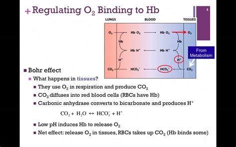028 Bohr Effect And Regulation Of O2 Binding To Hb Youtube