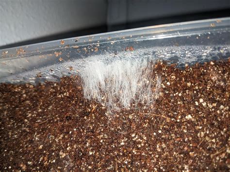 Substrate Contamination Or Funny Mycelium Growth R Shroomers