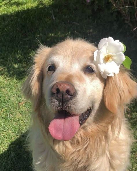 Dog Pfp Dog Pfp