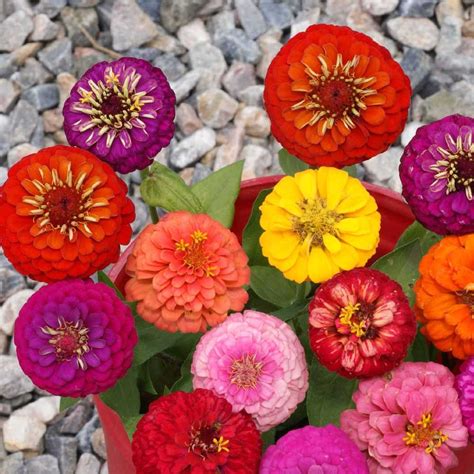 Lilliput Flower