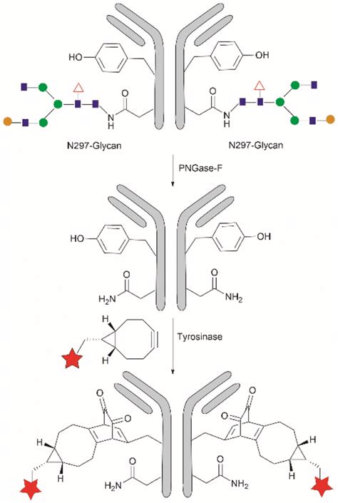 Recent Developments In The Cleavage Functionalization And Conjugation