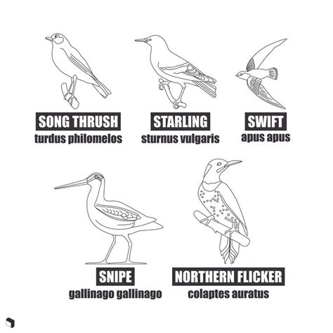 Cad Birds With Names