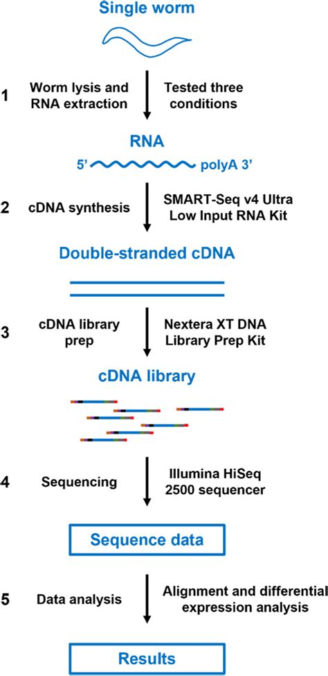 Rna Extraction Cdna Synthesis at Tara Brothers blog