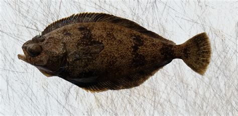 Pacific Sanddab Mexican