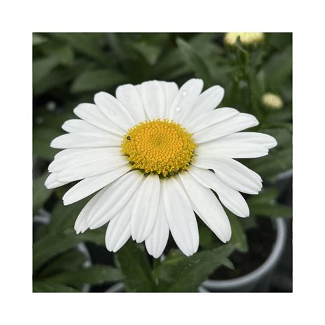 Leucanthemum Ooh La La Grande Uk