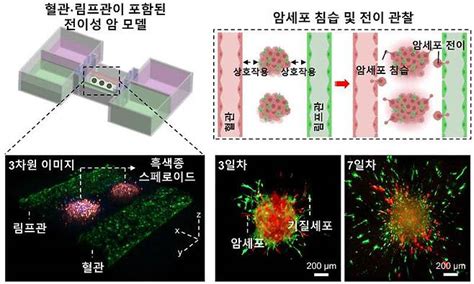 포스텍 부산대 3d 바이오프린팅 기술 이용해 인공 암 모델 개발