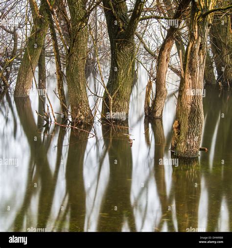 Tree Reflection In Water Stock Photo Alamy