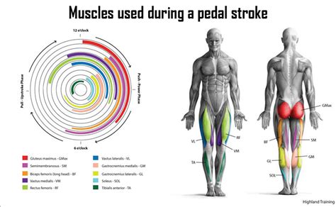 What Muscles Does Cycling Tone Ebikeai