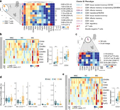 The Choroid Plexus In MS Presents Alterations In The NK Cell Populations Download Scientific