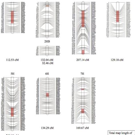 Linkage Map Obtained With 345 Snp Markers Showing A Unique Segregation Download Scientific