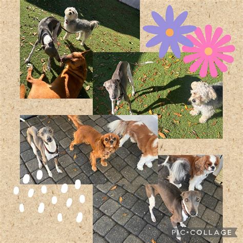 Puppy Love Daycare Added A New Photo Puppy Love Daycare