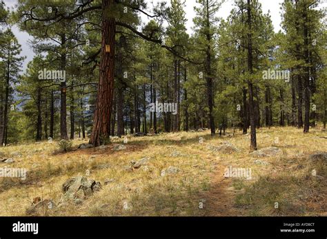 Where Is The Largest Ponderosa Pine Forest At Louise Forsman Blog
