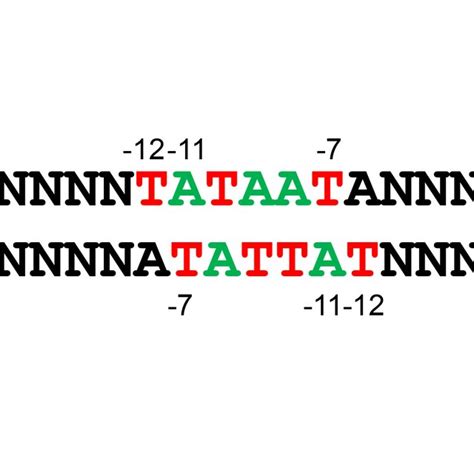Organization Of A Bidirectional Promoter Sequence The Figure