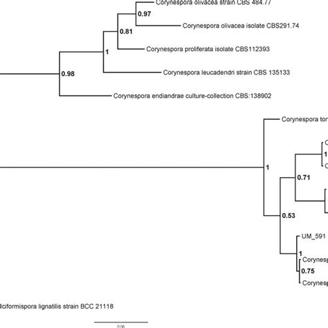 bayesian phylogram generated using its sequence of 13 reference fungus