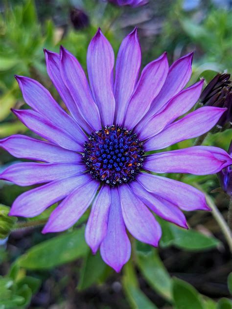 꽃 아프리카 데이지 골정 보라색 Pixabay의 무료 사진 Pixabay