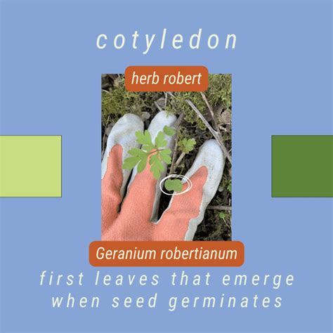 Learn To Identify Plants Noxious Weeds 101
