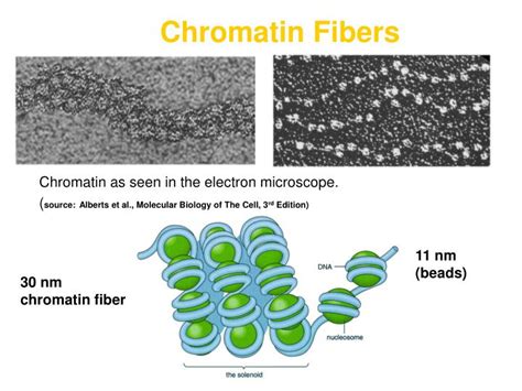 Ppt Chromatin Structure And Dynamics Powerpoint Presentation Id1132485