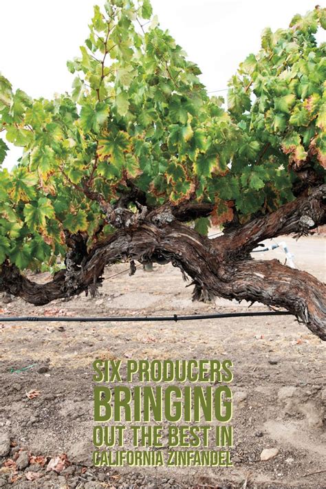 Six Producers Bringing out the Best in California Zinfandel ...