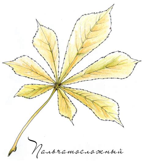 Какими бывают листья | форум Babyblog