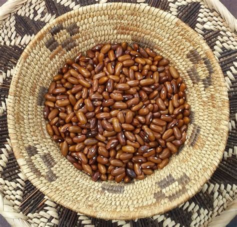 Landreth Stringless Bush Bean Roughwood Seed