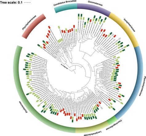 A Type Iii Polyketide Synthase Cluster In The Phylum Planctomycetota Is Involved In