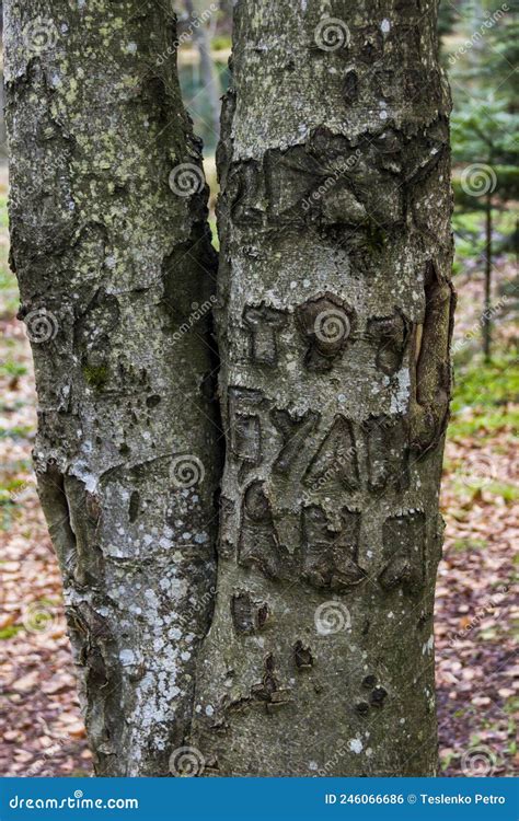 A Names Carved Into A Tree Trunk As An Example Of Vandalism Stock Photo Image Of Sign Grunge