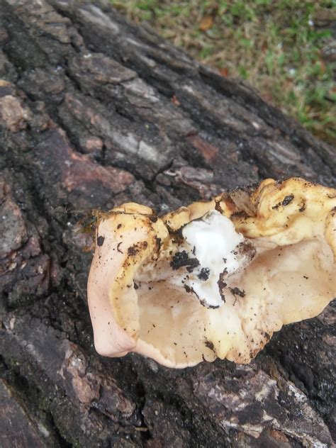 Trichoderma Peltatum Identifying Mushrooms Wild Mushroom Hunting