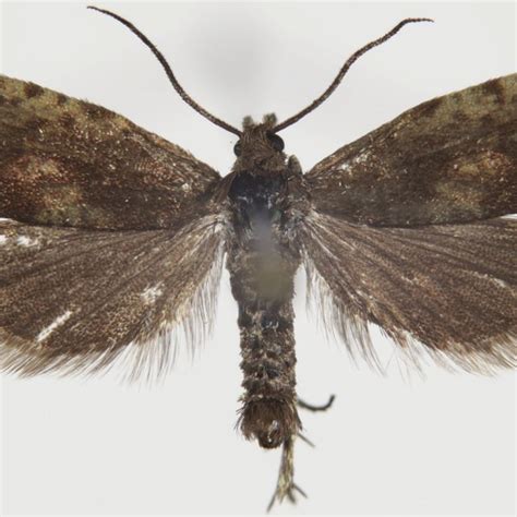 World Health Organization Oral Mucositis Grading Scale Download Table