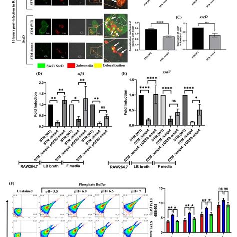 Ompc Ompd And Ompf Deficiency In Salmonella Doesnt Hamper The