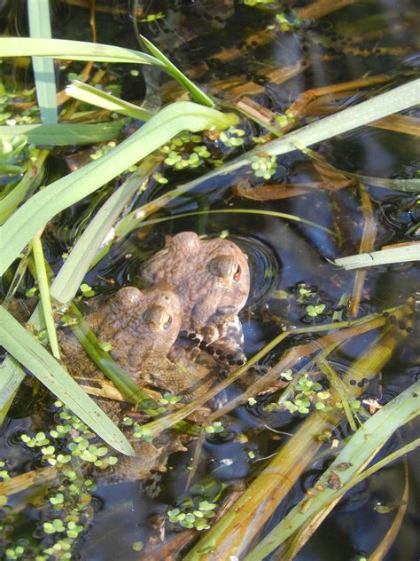 Toad Spawn ObsessedByNature