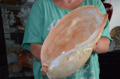 Sm 01 Snail Sea Snail Shell Cymbium Glans 115×165×320 Catawiki