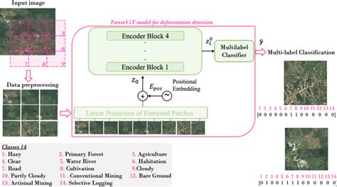 Schematic Representation Of Forestvit Model For Deforestation Download Scientific Diagram