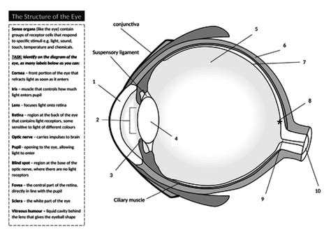 Coordination Response And Homeostasis A Complete Set Of Resources For Cie Igcse Biology