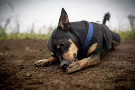 Pododermatite Du Chien Symptômes Causes Et Traitements Pododermatite Du Chien Symptômes Causes Et Traitements