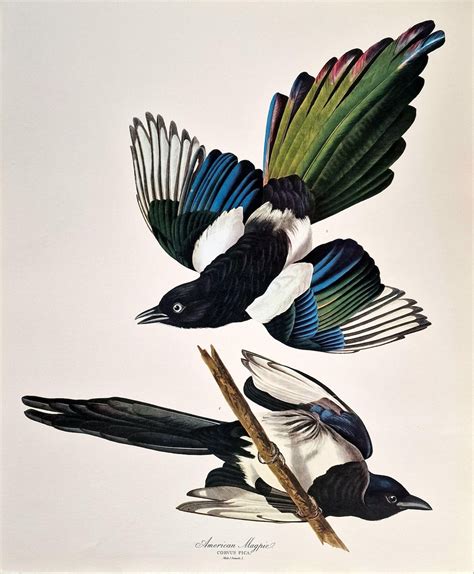 1975 Audubon American Magpie Print Limited Edition Large Bird Wall Art