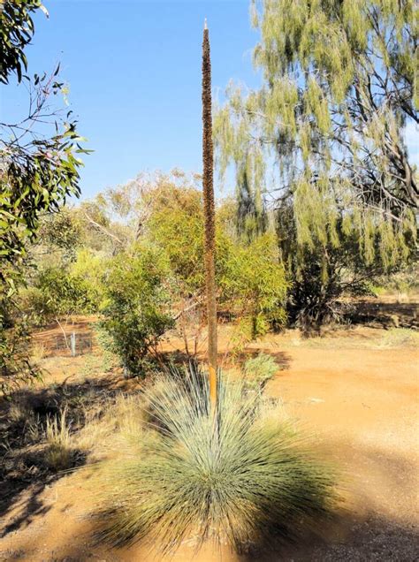 Grass Trees Ausemade