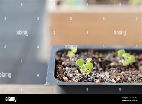 Young Catnip Seedling Hardening Off To Be Transplanted In Garden Group
