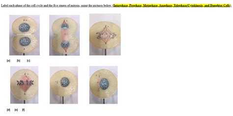 Cell Cycle Interphase Mitosis Prophase Metaphase Anaphase Telophase Cytokinesis