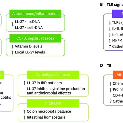 Vitamin D Cathelicidin Signaling In The Regulation Of Inflammation A