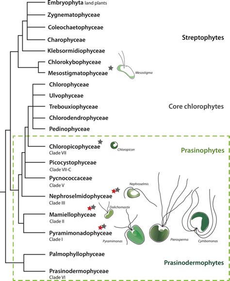 Experimental Identification And In Silico Prediction Of Bacterivory In Green Algae Pmc