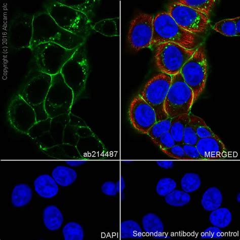 Anti Claudin 3 Antibody Epr19971 Ab214487 Abcam