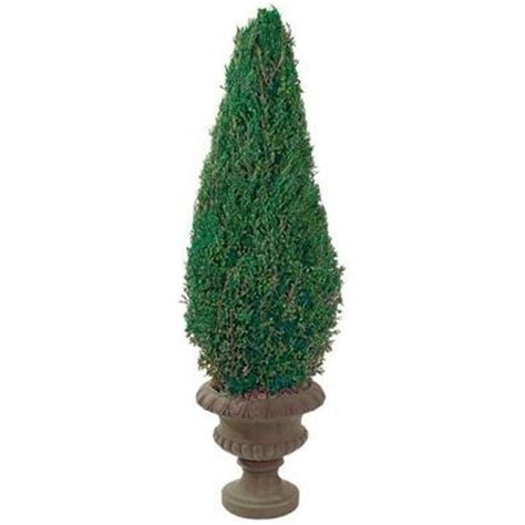 Forever Green Art 60 In Preserved Cone Juniper Tree Maintenance Free