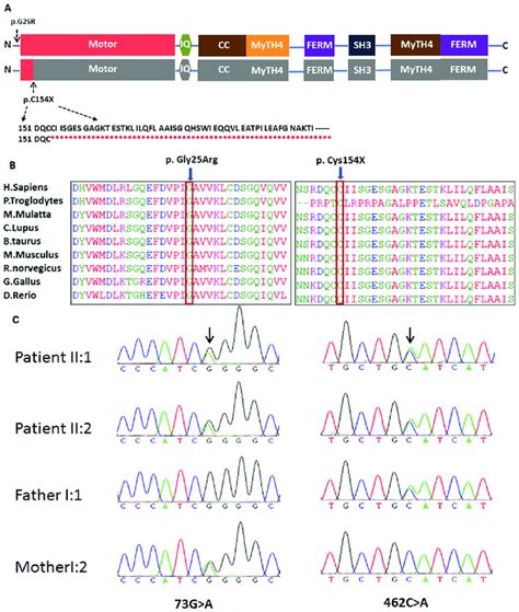 Domain Structure Conservation Analysis And Mutational Analysis Of
