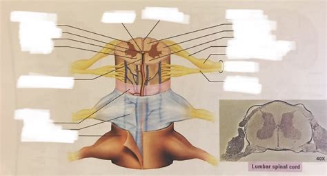 Spinal Cord Cross Sectional View Prt 2 Diagram Quizlet