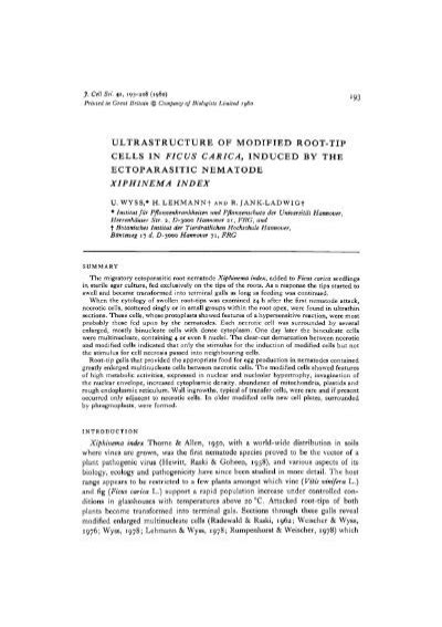 Ultrastructure Of Modified Root Tip Cells In Ficus Carica Induced By The